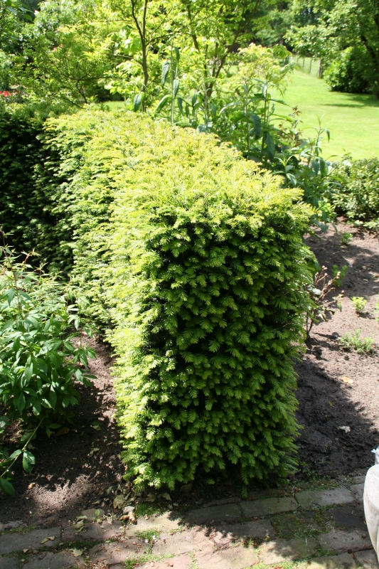Groenblijvende haagplanten - Menkehorst